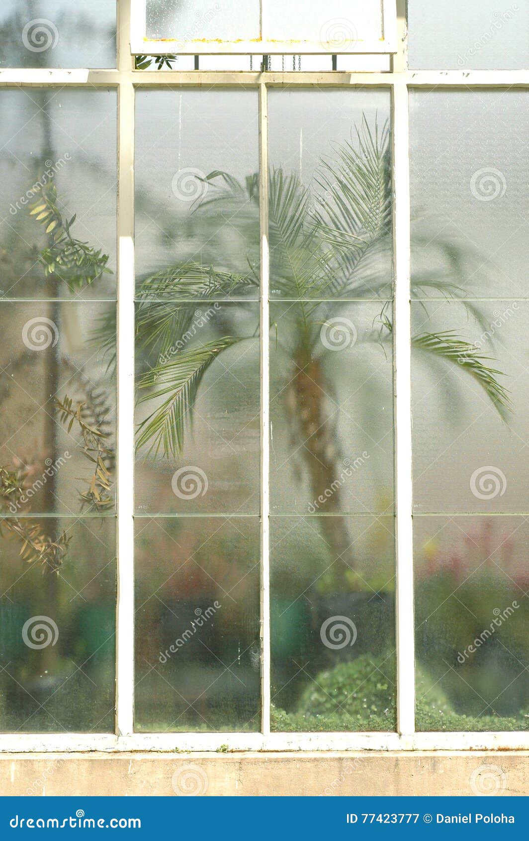 Multi Pane Window of Greenhouse Stock Image - Image of frame, white ...