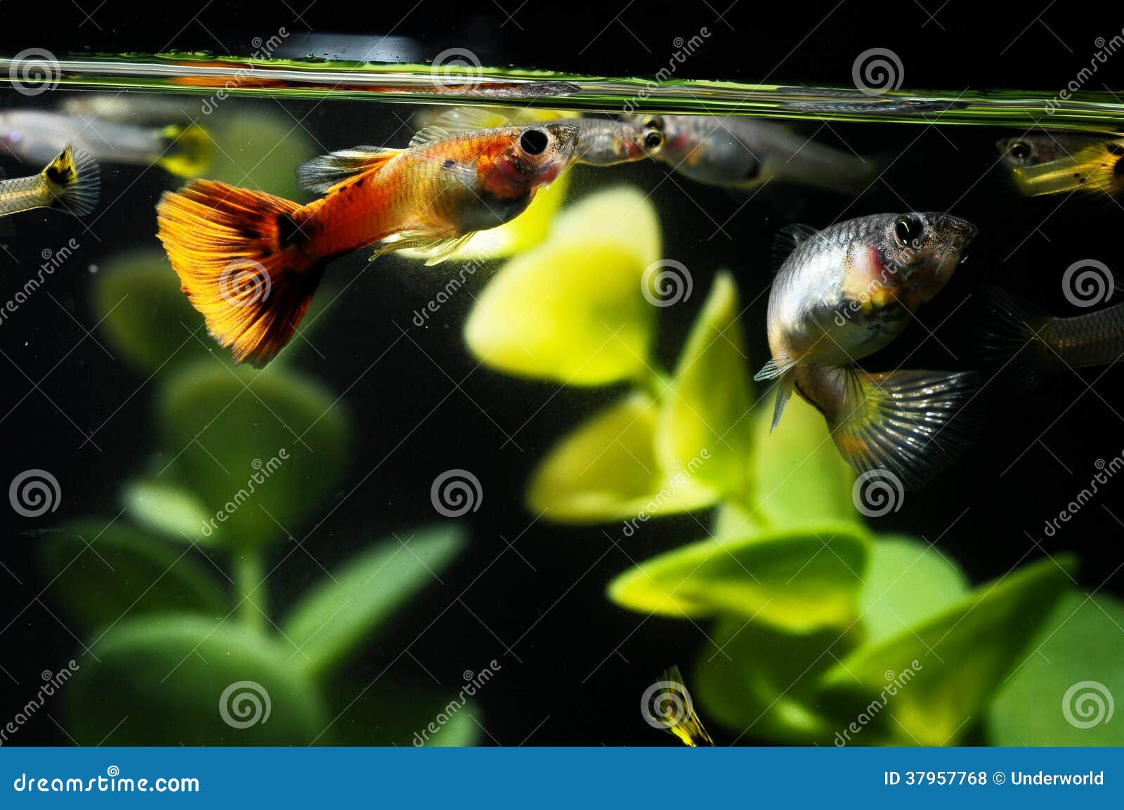 Multi Pesce Colorato Del Guppy Fotografia Stock - Immagine di isolato ...