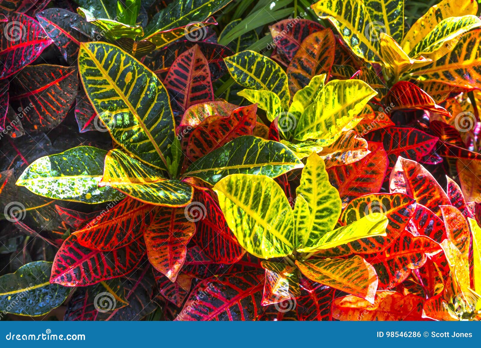 Multi Pianta Colorata Di Nevia Del Croton Fotografia Stock - Immagine ...