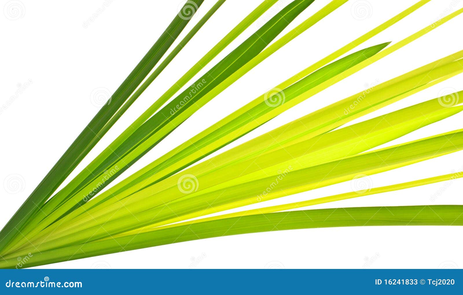 Multi-shade Green Leaf of Cyprus Papyrus Stock Image - Image of ...
