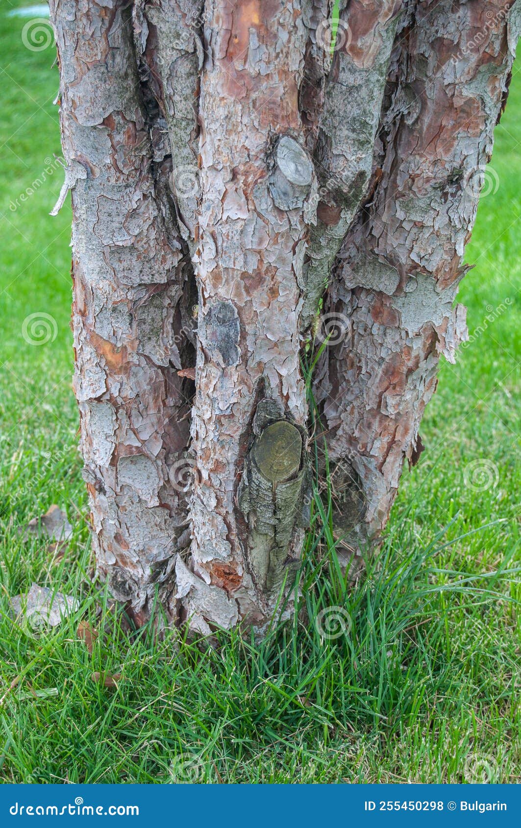 Multi-stemmed Tree in the Park Stock Photo - Image of landscaping ...