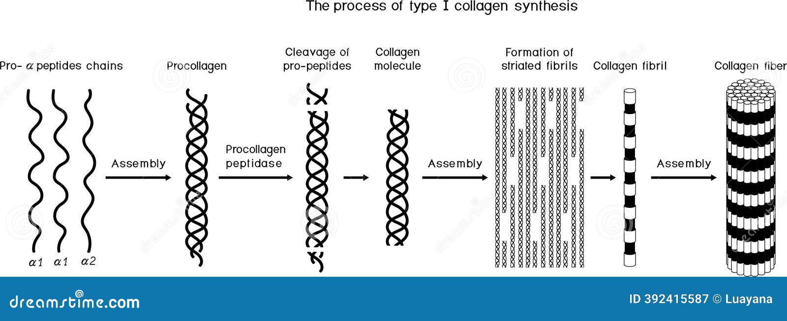 Collagen Synthesis. From Amino Acid To Collagen Fiber And Molecule ...