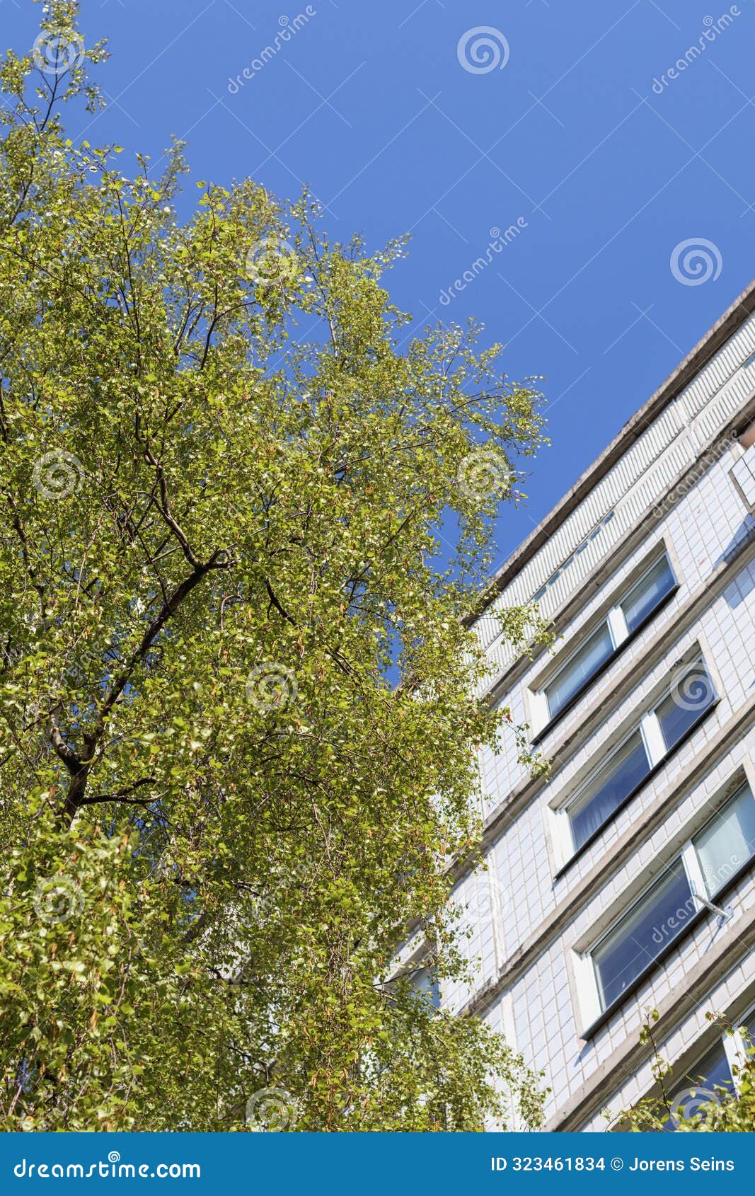 .multi-storey Building Behind a Tree with Green Leaves Stock Photo ...