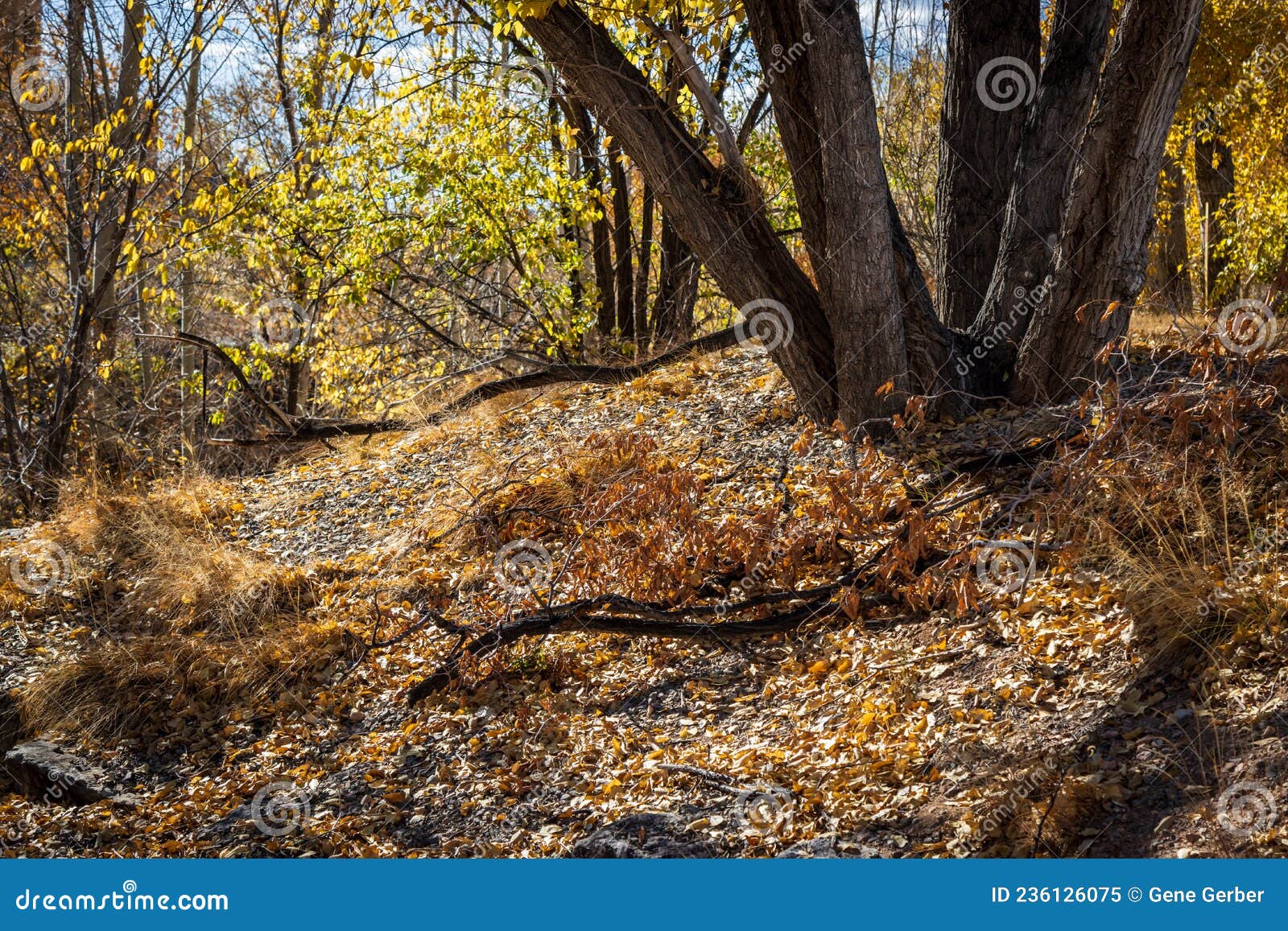 Multi Tree Trunk stock image. Image of beauty, outdoor - 236126075