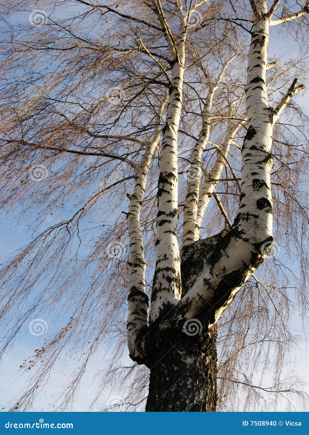 Multi-trunk Birch in Winter Stock Photo - Image of copse, beauty: 7508940