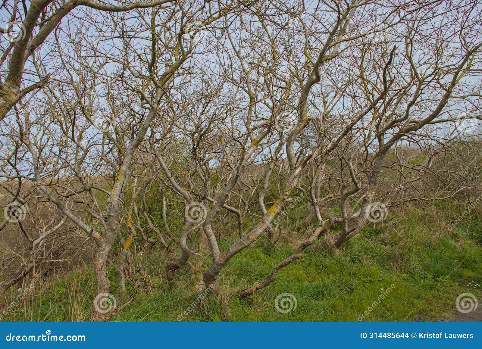 Multi Trunk Curly Tree in the Dunes Stock Photo - Image of woods ...