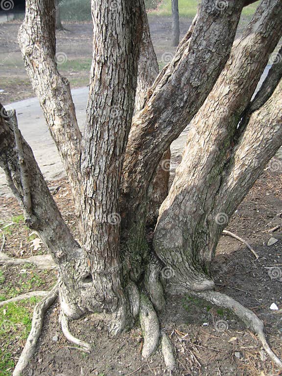 Multi-trunk tree stock image. Image of bark, timber, plant - 597795