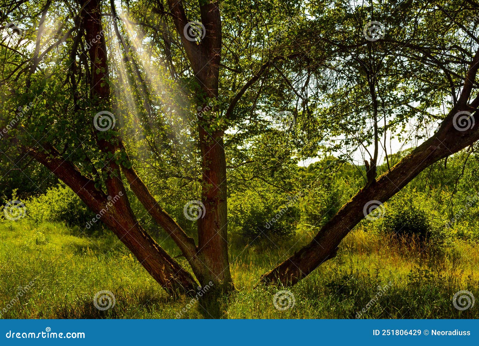 Multi-trunk Tree in the Park with Rays of the Sun Break through in ...