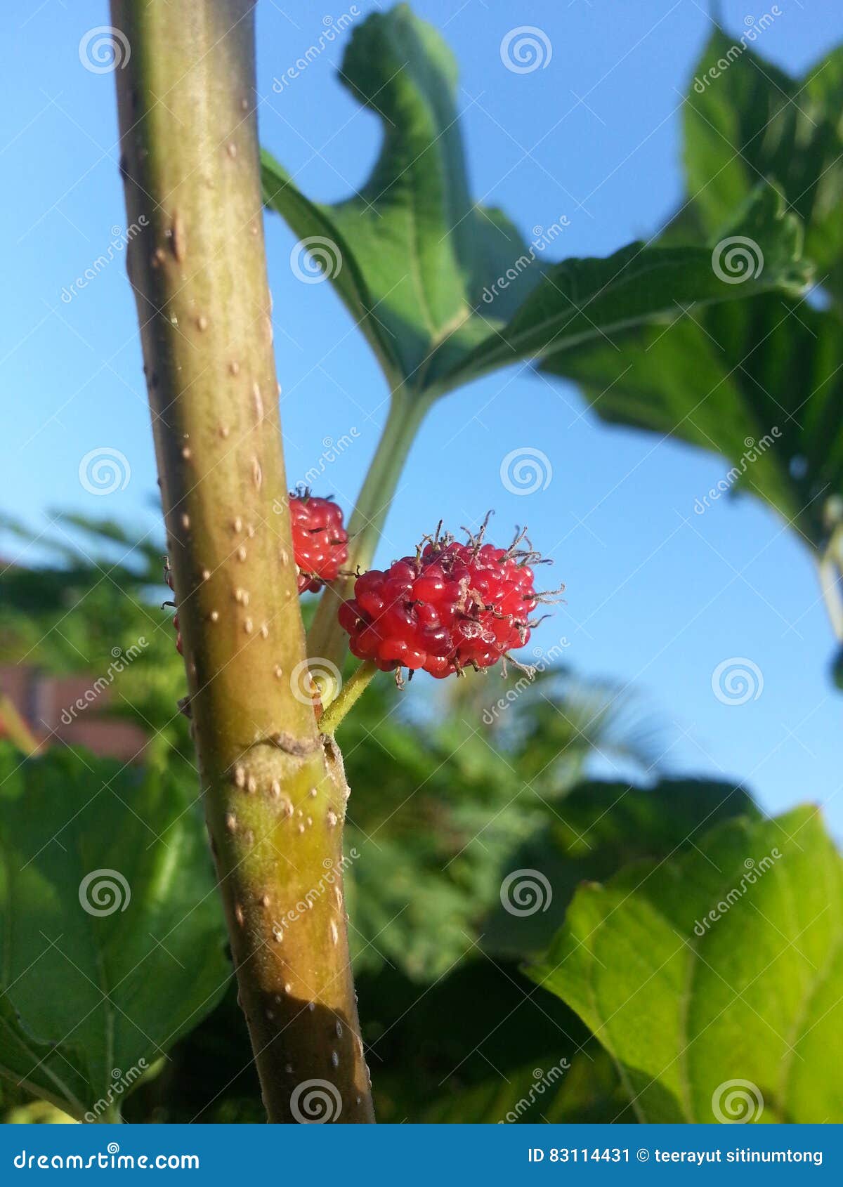 Multiberry grow stock image. Image of multiberry, tasty - 83114431