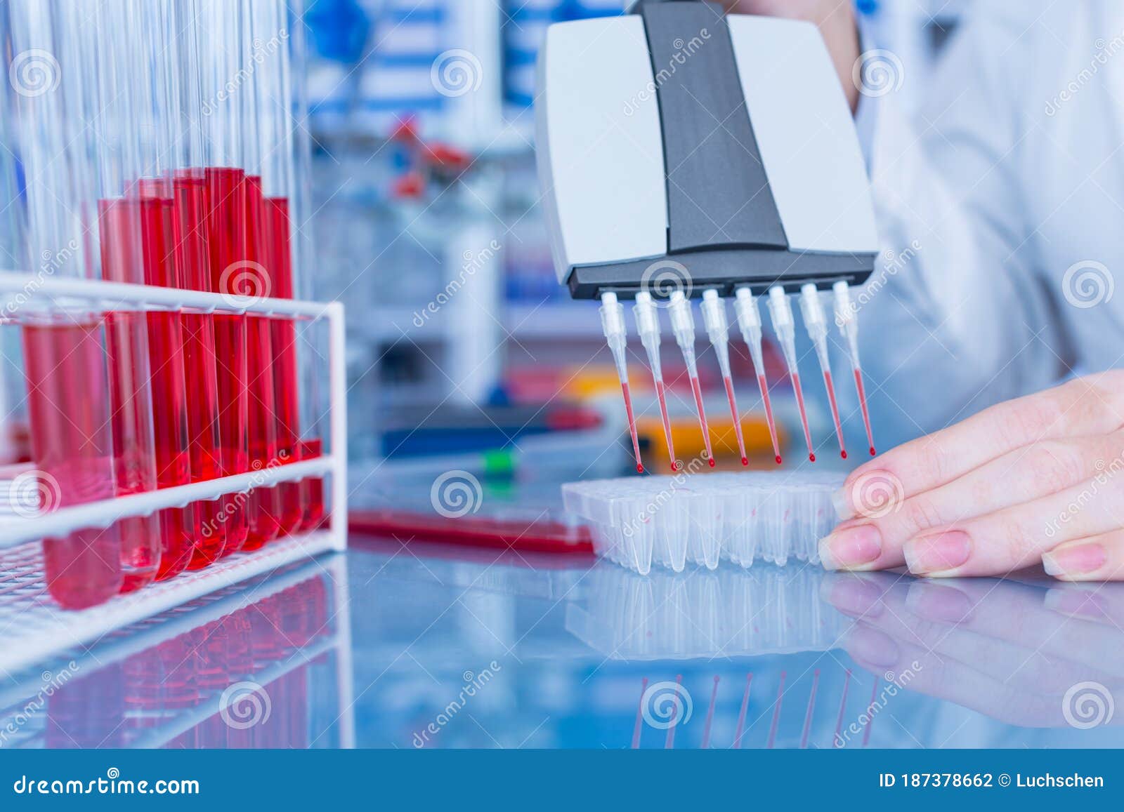 Multichannel Pipette in the Laboratory Stock Photo - Image of micro ...