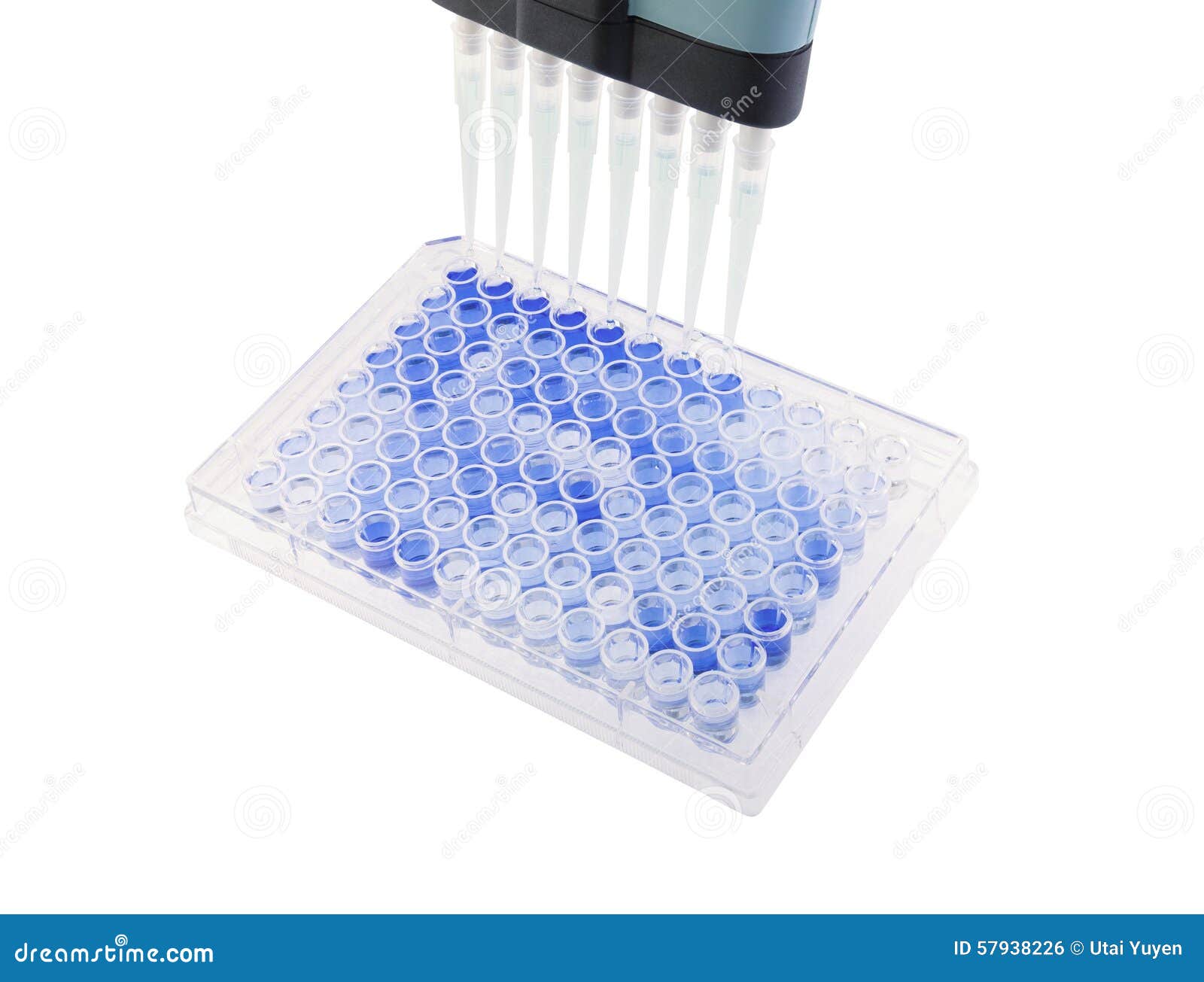 Multichannel Pipette Load Samples In Pcr Microplate With 96 Well Stock ...