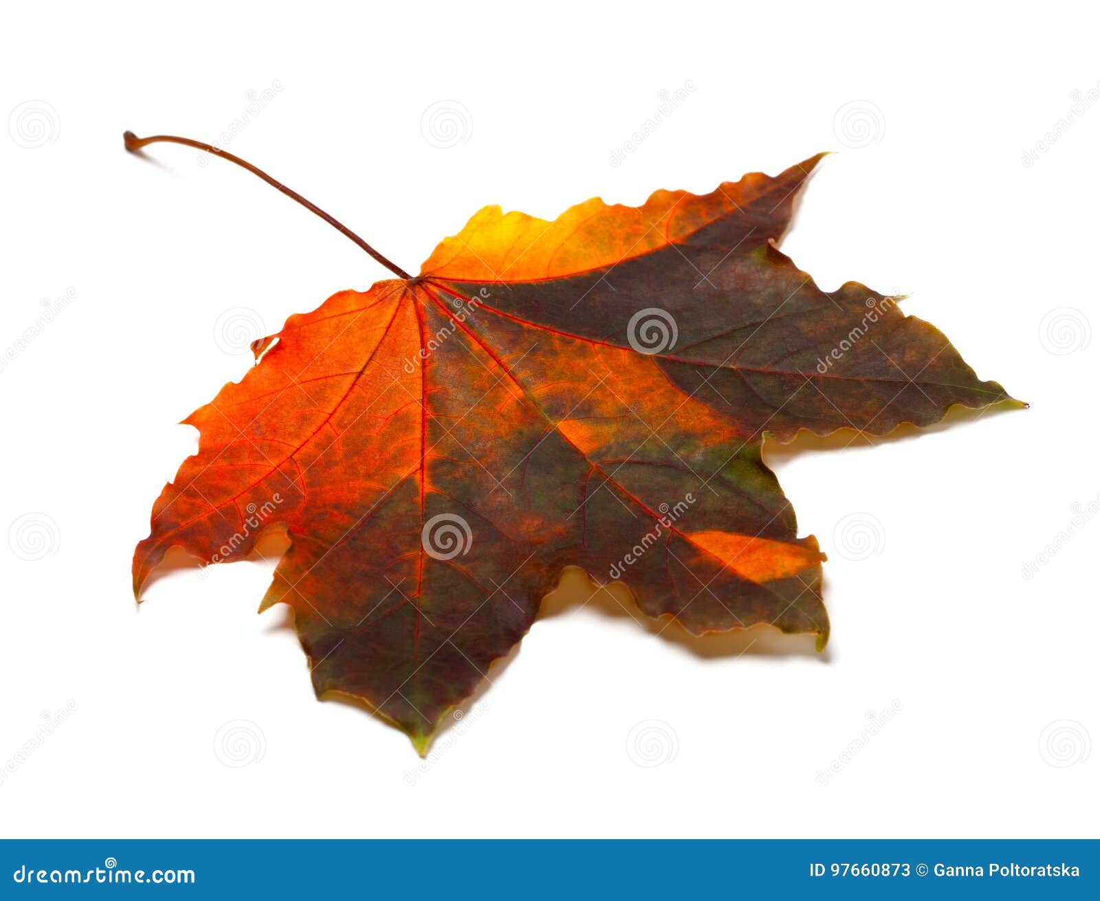 Multicolor Autumn Maple Leaf Stock Image - Image of acer, fallen: 97660873