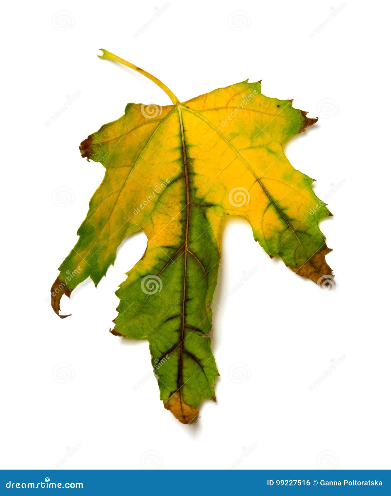 Multicolor Autumn Maple Leaf Stock Photo - Image of fall, foliage: 99227516