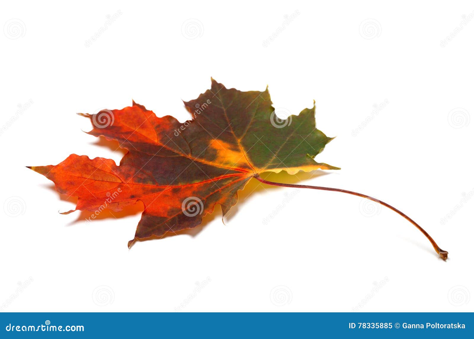 Multicolor Autumn Maple-leaf Stock Image - Image of acer, orange: 78335885