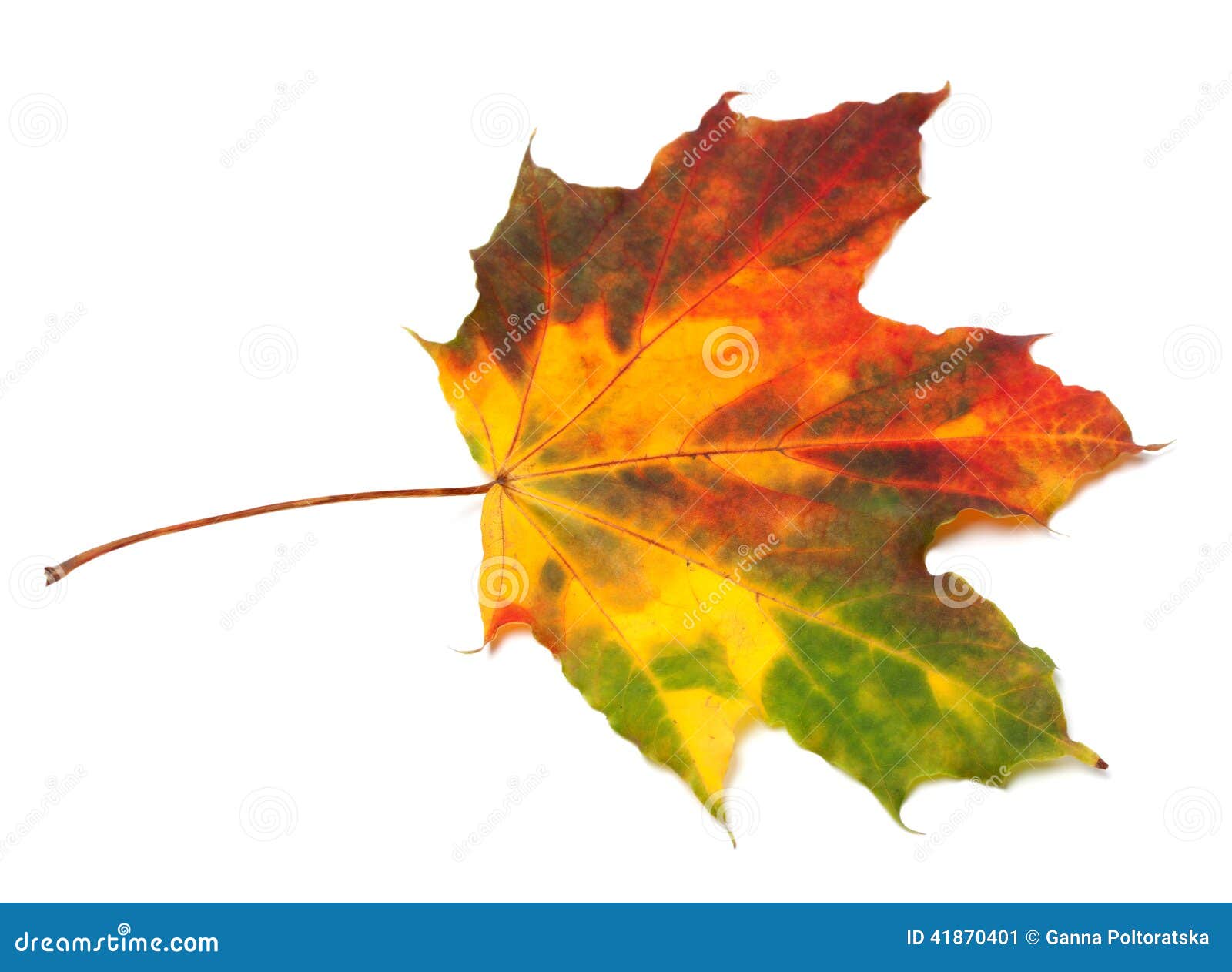 Multicolor Autumn Maple-leaf Stock Image - Image of detail, leaves ...