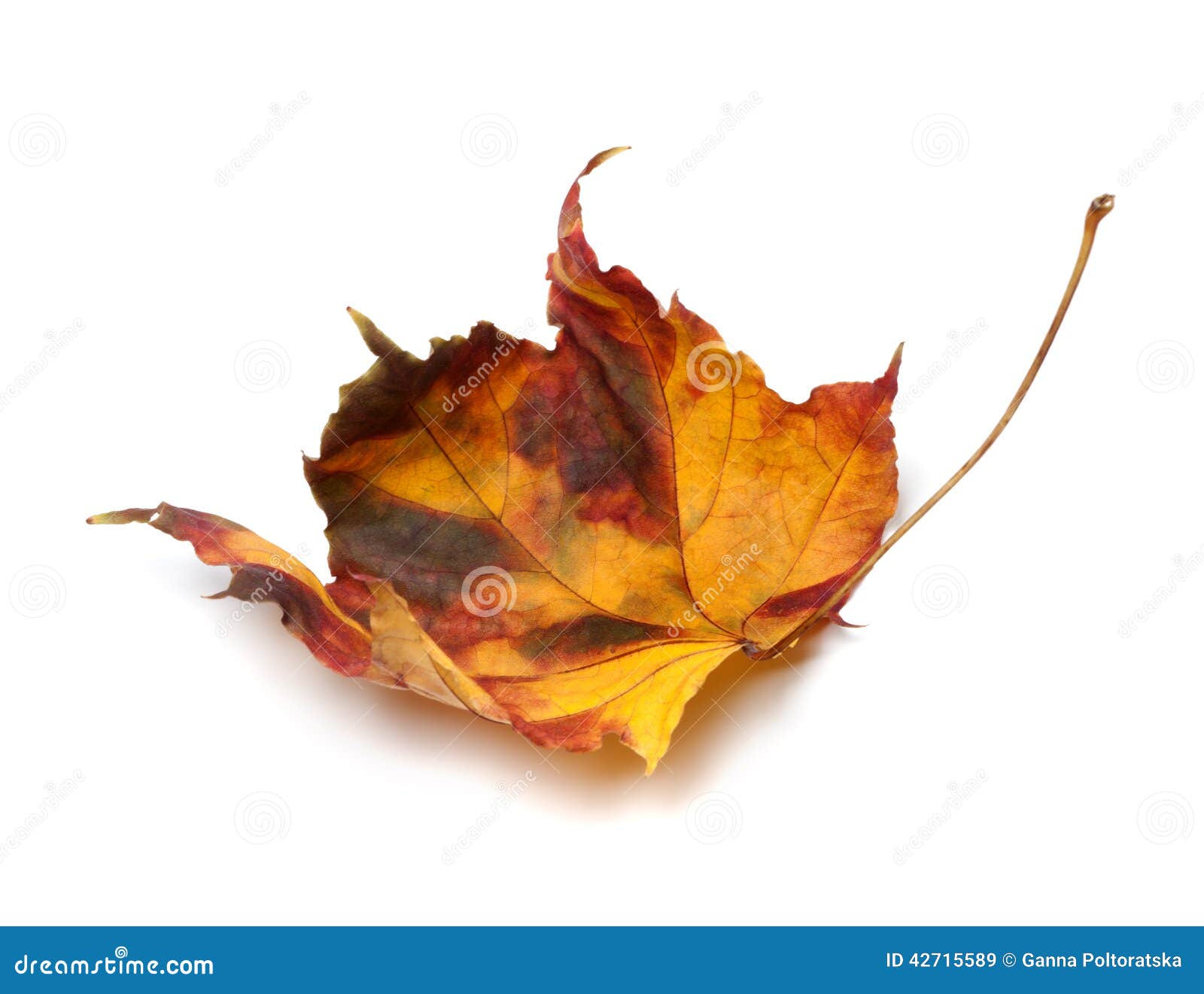 Multicolor Autumn Maple-leaf Stock Image - Image of decor, flora: 42715589