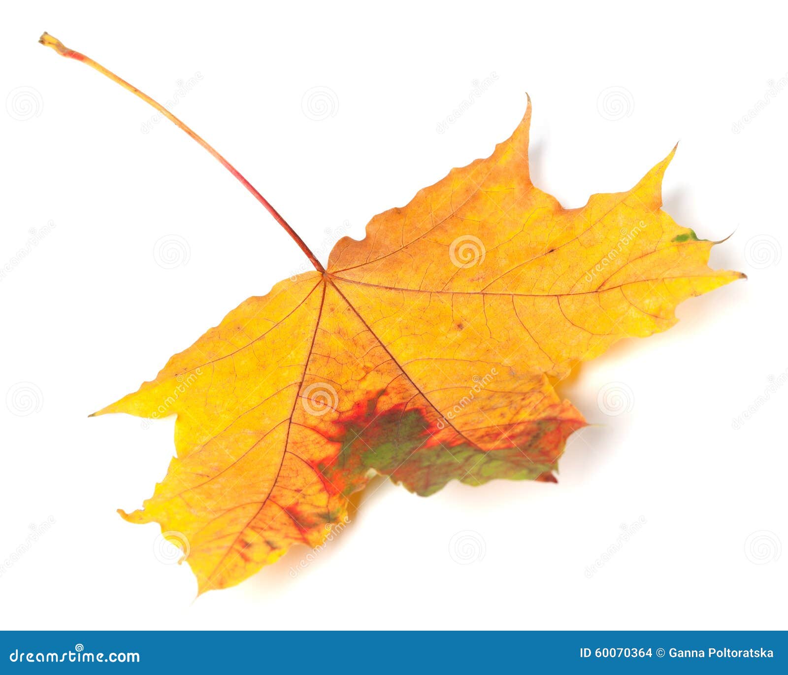 Multicolor Autumn Maple-leaf on White Background Stock Photo - Image of ...