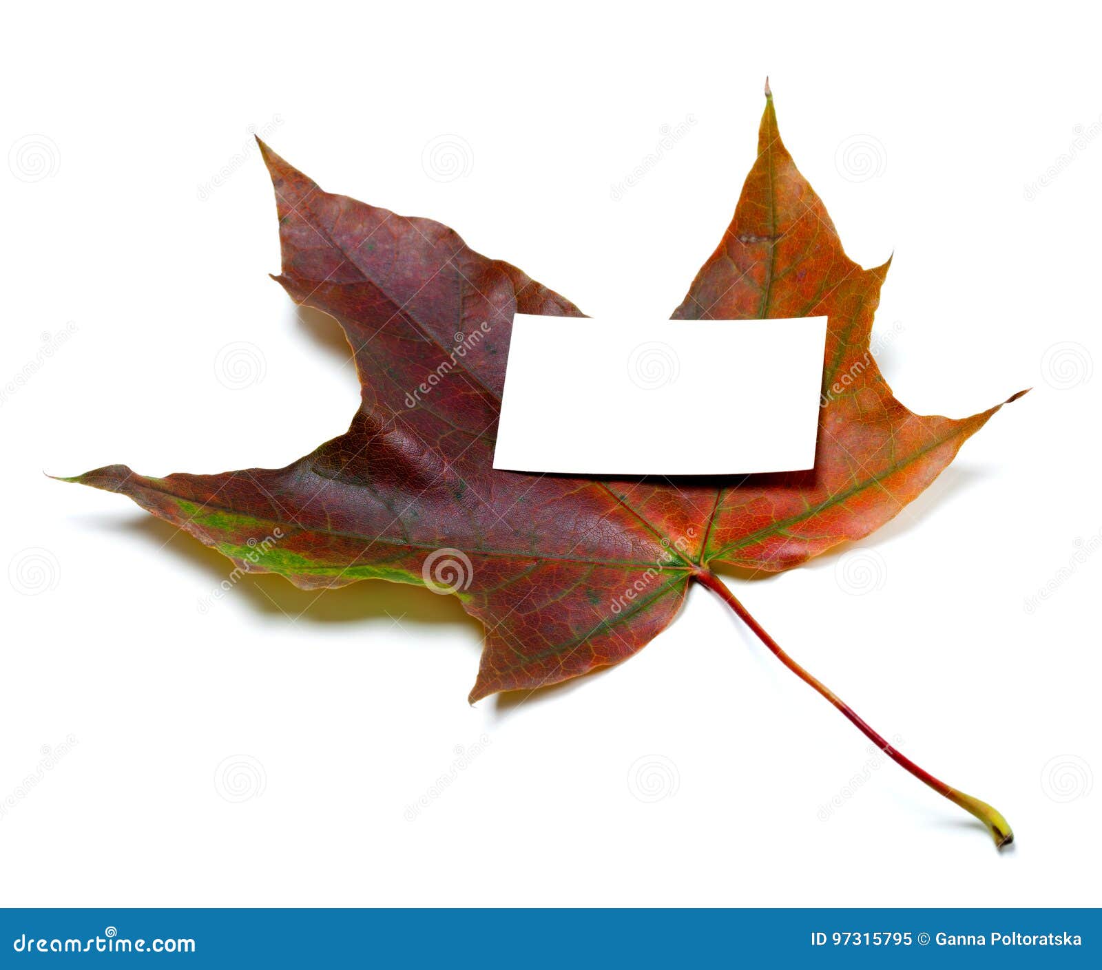Multicolor Autumn Maple-leaf with White Empty Business Card Stock Image ...