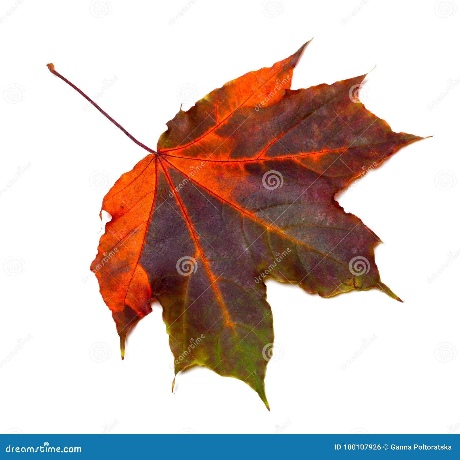 Multicolor Autumnal Maple Leaf Stock Photo - Image of botany, autumn ...