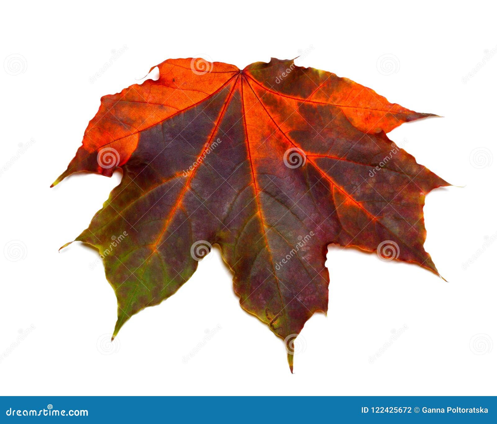 Multicolor Autumnal Maple Leaf Stock Photo - Image of acer, autumn ...