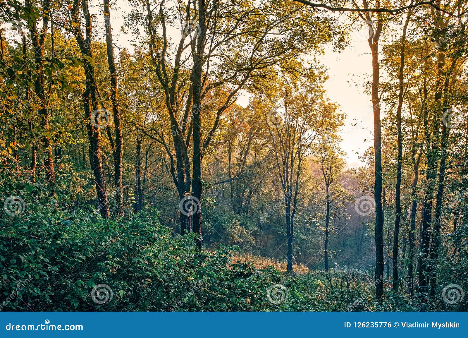 Multicolor Autunm Leaves on the Trees Stock Photo - Image of deciduous ...