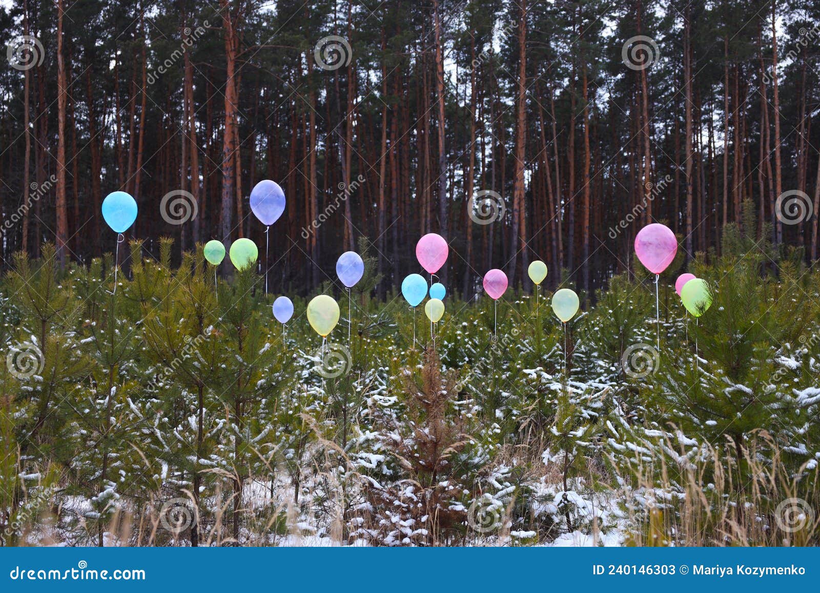 Multicolor Balloons in the Forest in Winter Stock Image - Image of ...