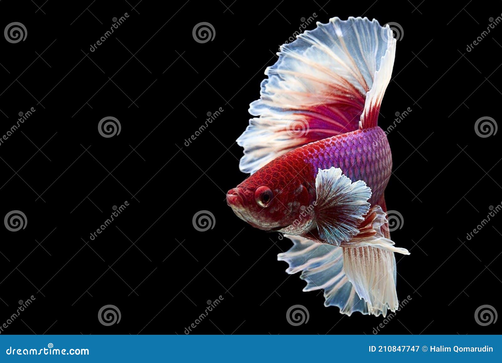 Multicolor Betta Fish, Siamese Fighting Fish on Black Background Stock ...