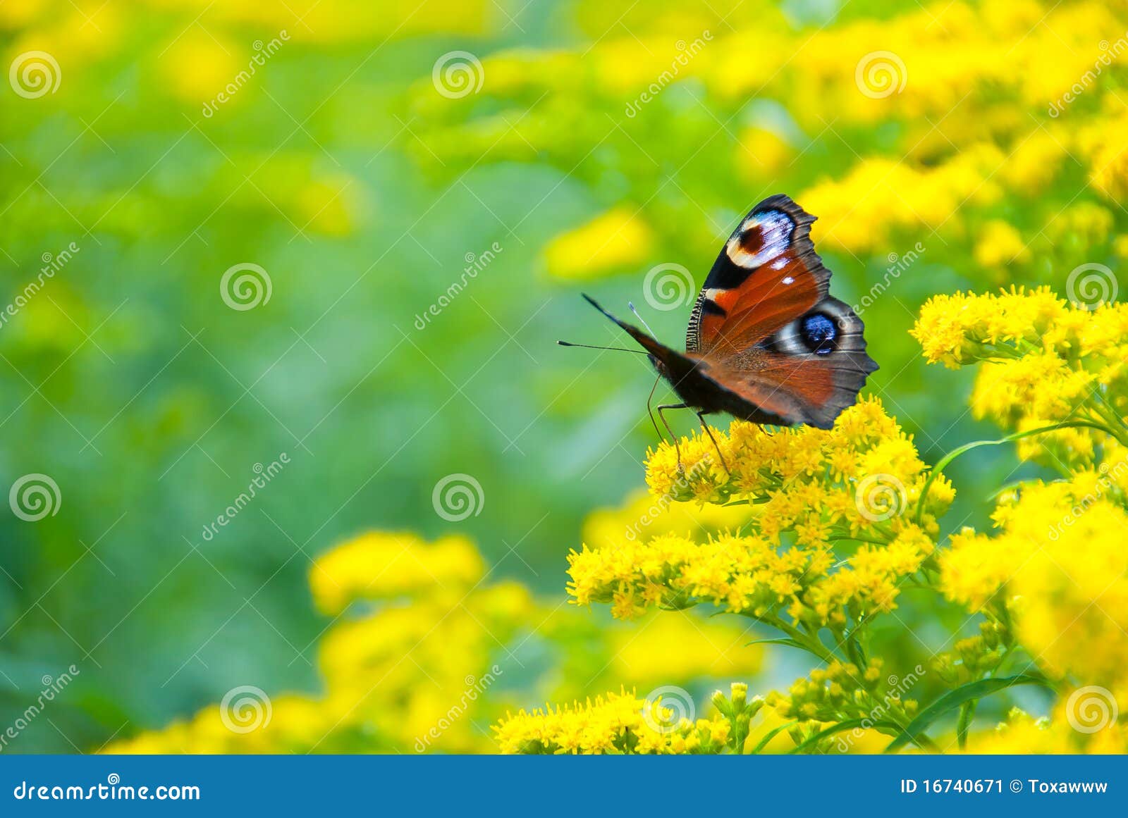 Multicolor butterfly stock image. Image of scene, petal - 16740671