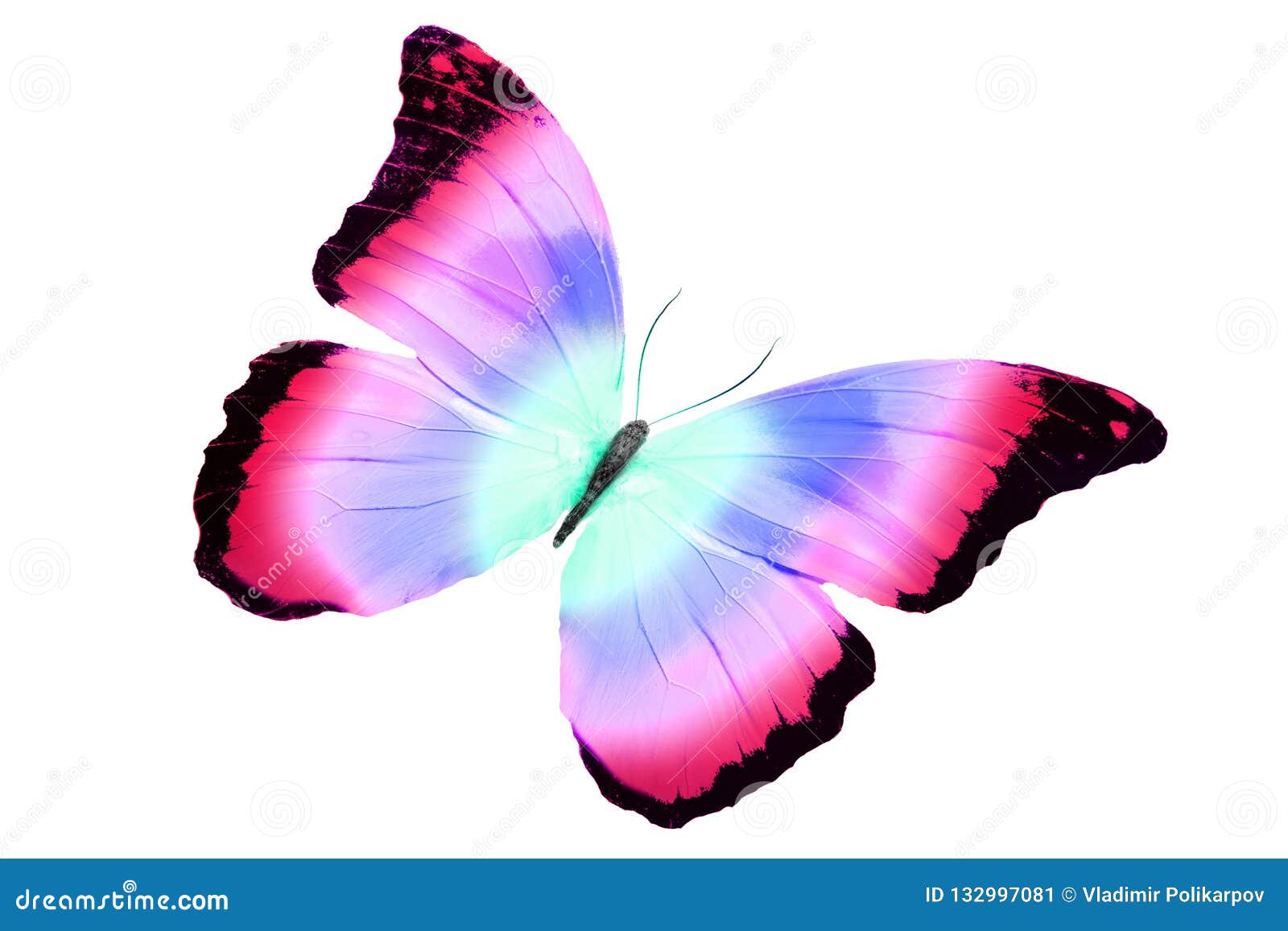 Beautiful Multicolor Butterfly Isolated on White Background Stock Image ...