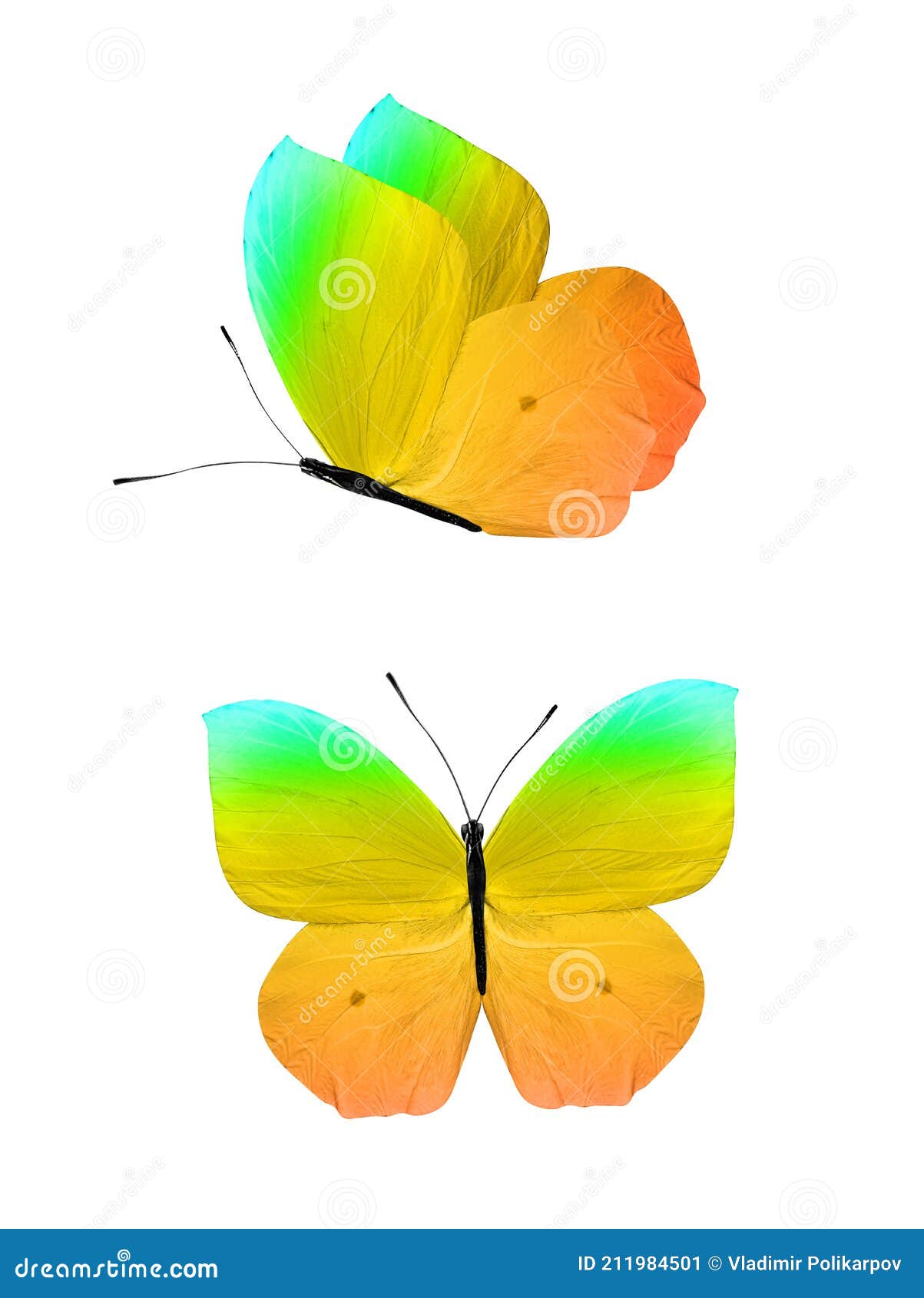 Multicolor Butterfly Isolated on White Background. Two Angles Stock ...