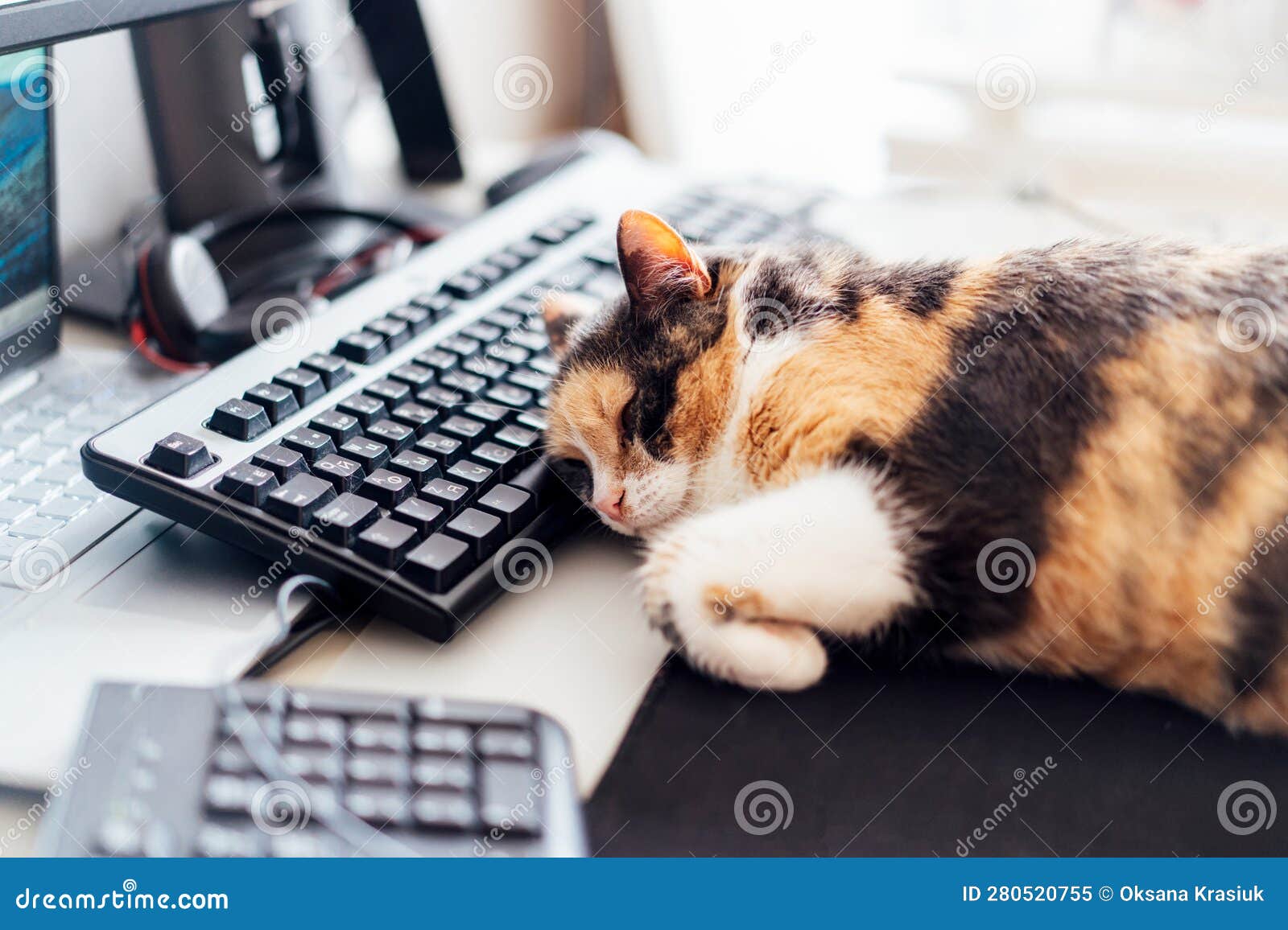 Multicolor Cat Sleeping on Keyboard at Home-based Office with it ...