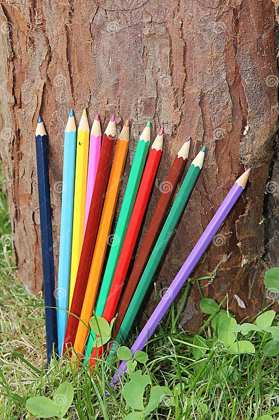 Multicolor Crayons Lean on a Tree Bark, Green Grass and Clover Stock ...