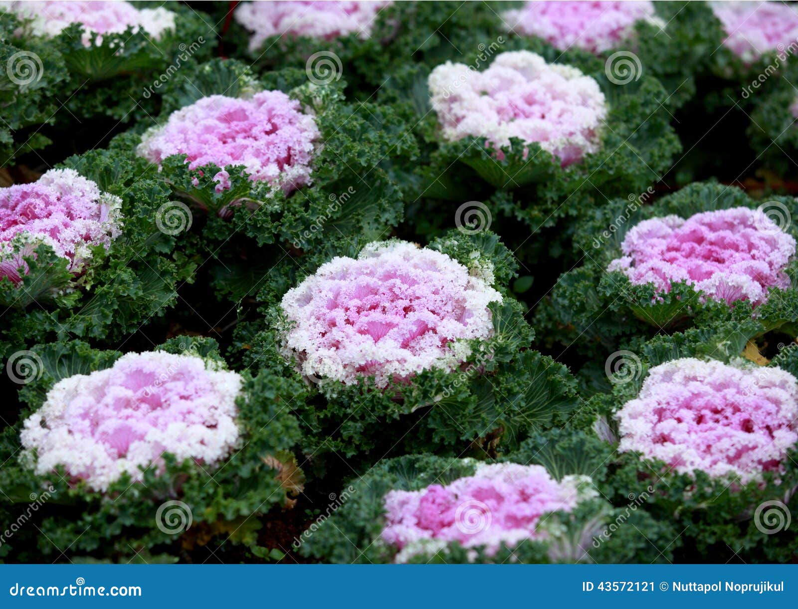 Multicolor Decorative Cabbage in Blossom Stock Image - Image of cabbage ...