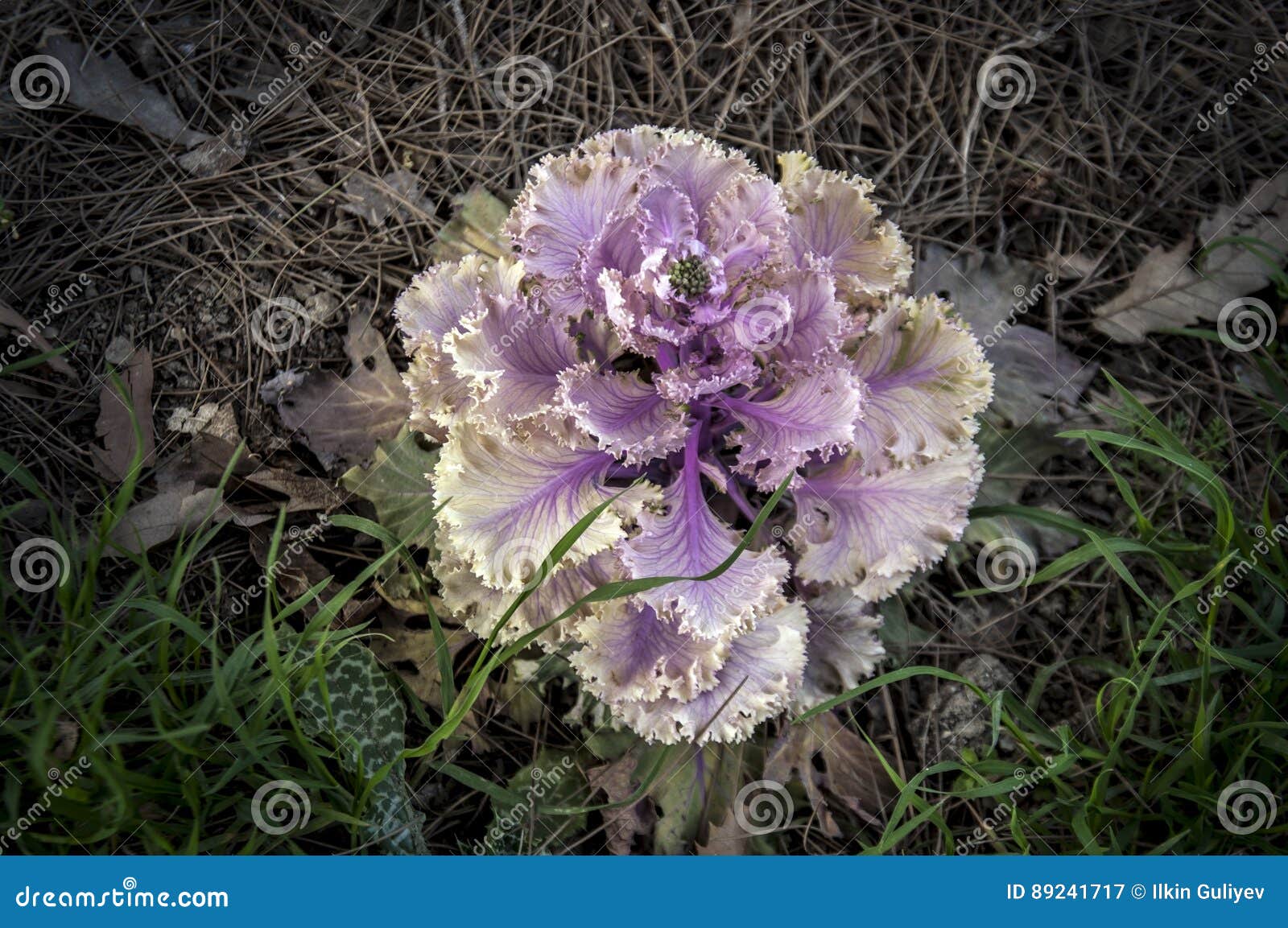 Multicolor Decorative Cabbage in Blossom Stock Image - Image of ...