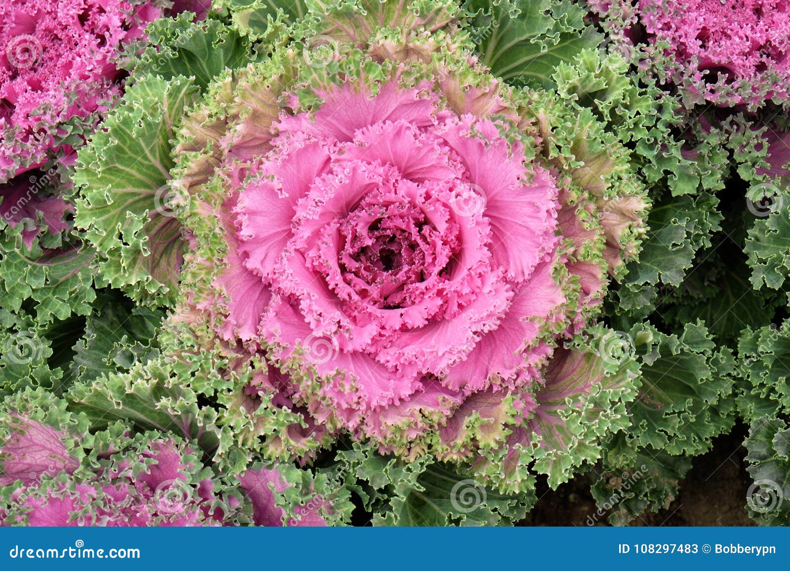 Multicolor Decorative Cabbage in Blossom - Fresh Cabbage Growing in the ...
