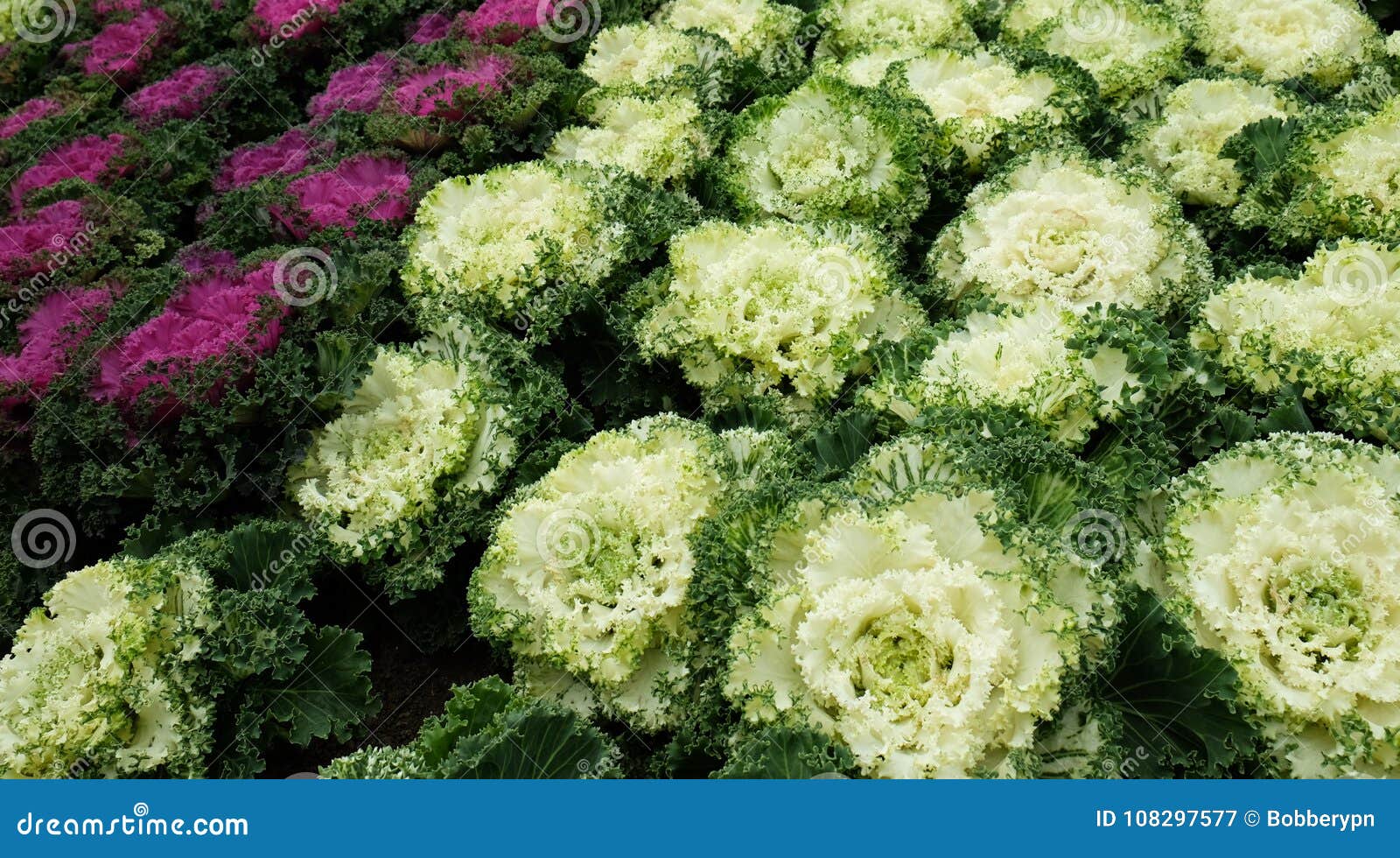 Multicolor Decorative Cabbage in Blossom - Fresh Cabbage Growing in the ...