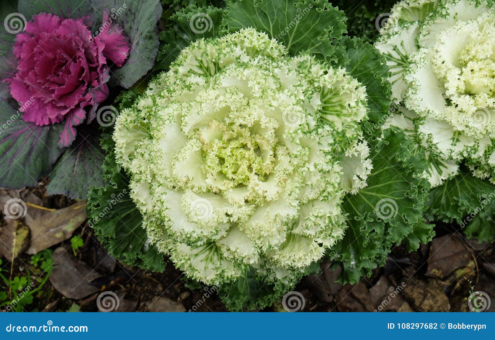 Multicolor Decorative Cabbage in Blossom - Fresh Cabbage Growing in the ...