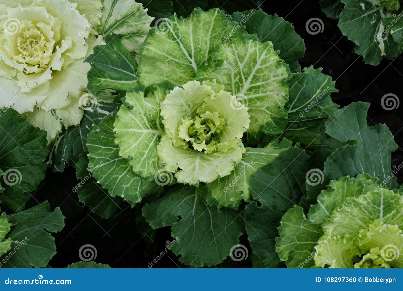 Multicolor Decorative Cabbage in Blossom - Fresh Cabbage Growing in the ...