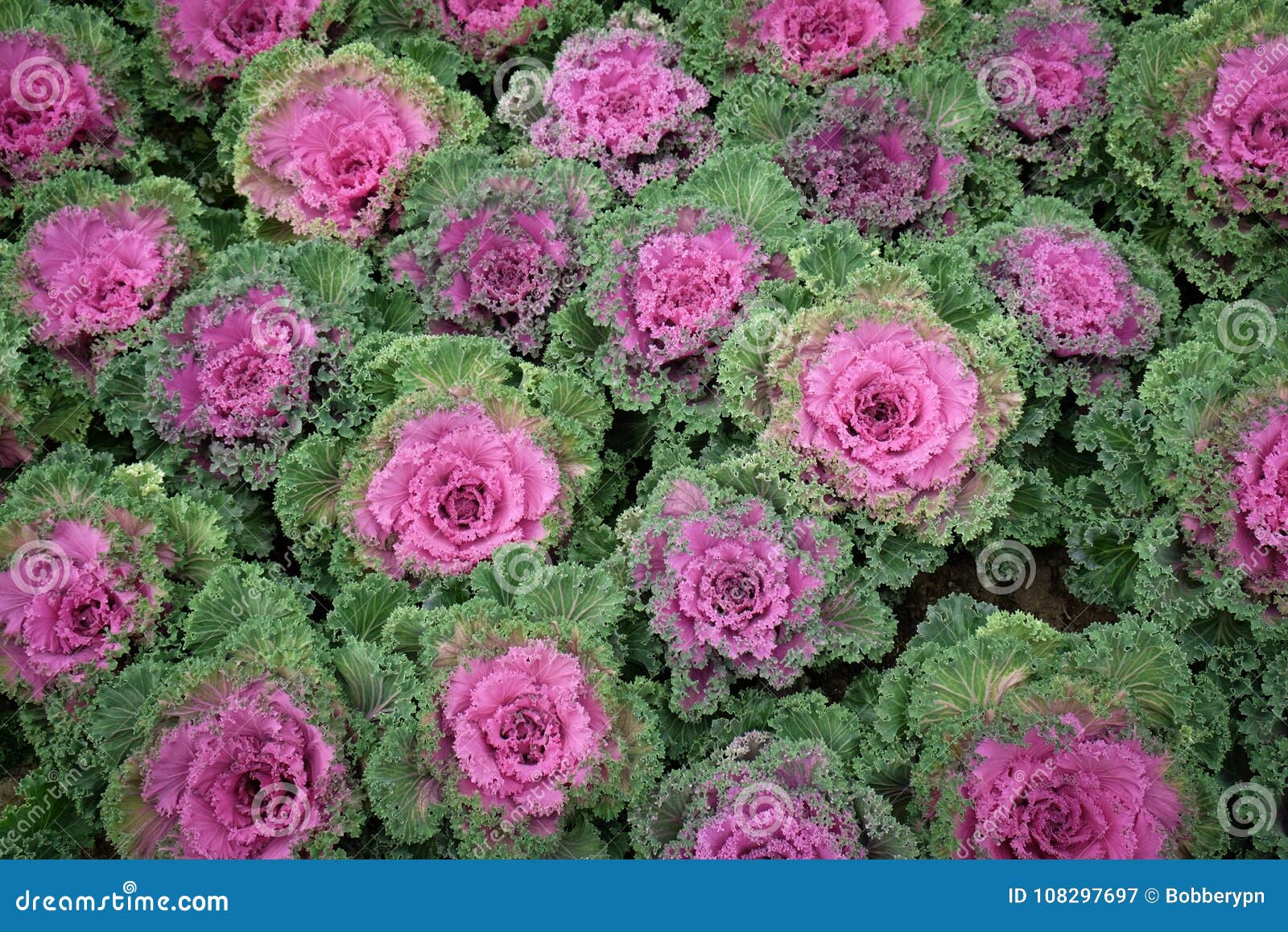 Multicolor Decorative Cabbage in Blossom - Fresh Cabbage Growing in the ...