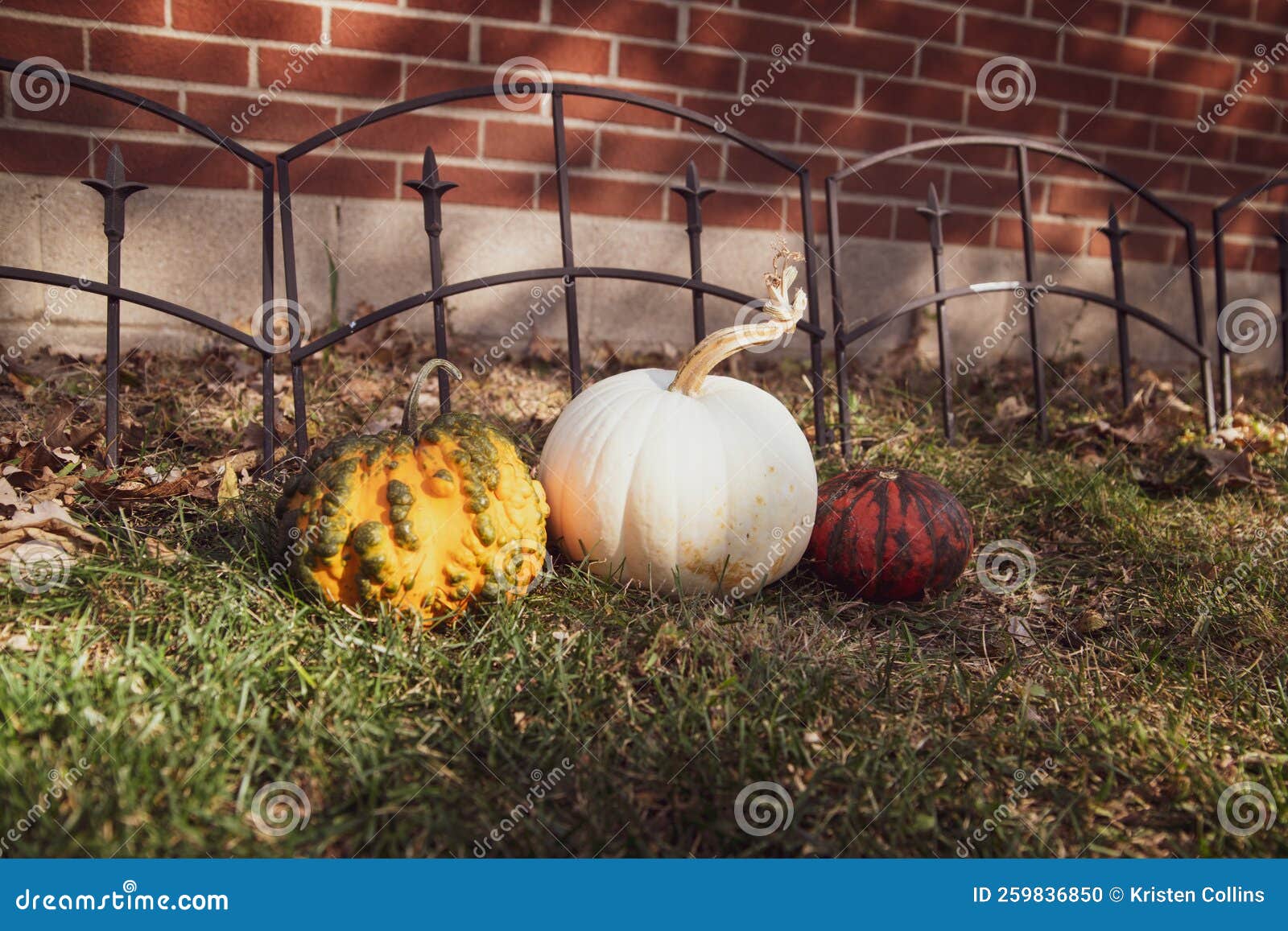 Multicolor Fall Pumpkins in Nature Stock Photo - Image of wildlife ...