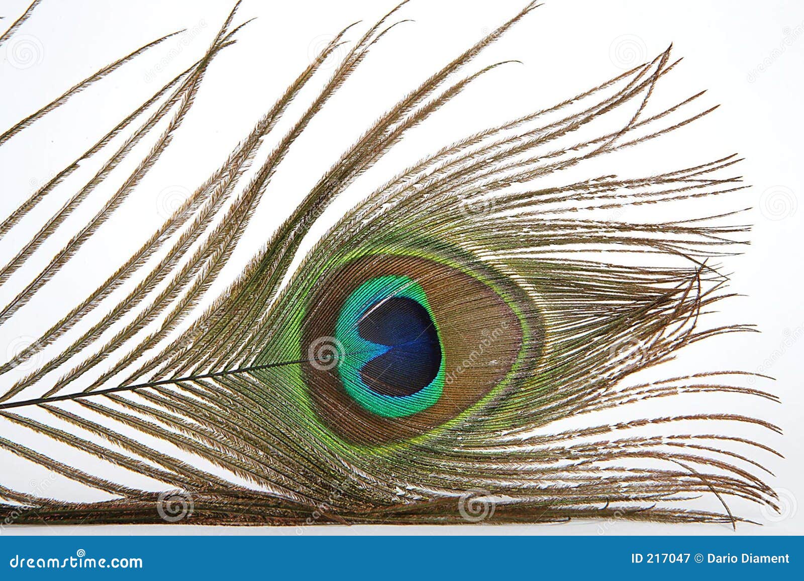 Multicolor feather stock image. Image of feather, feathered - 217047