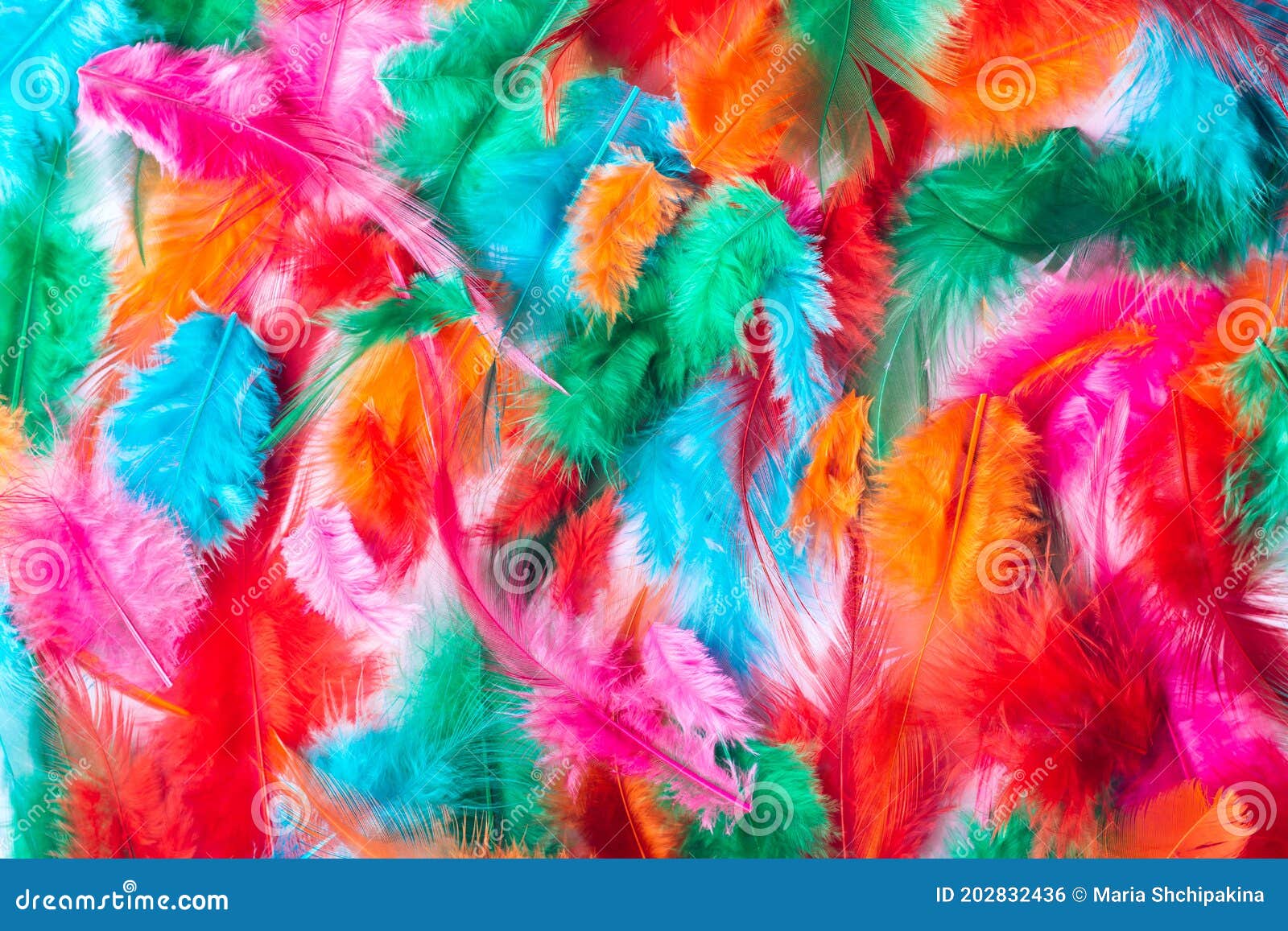Multicolor Feathers Background, Abstract Feather Texture, Top View ...