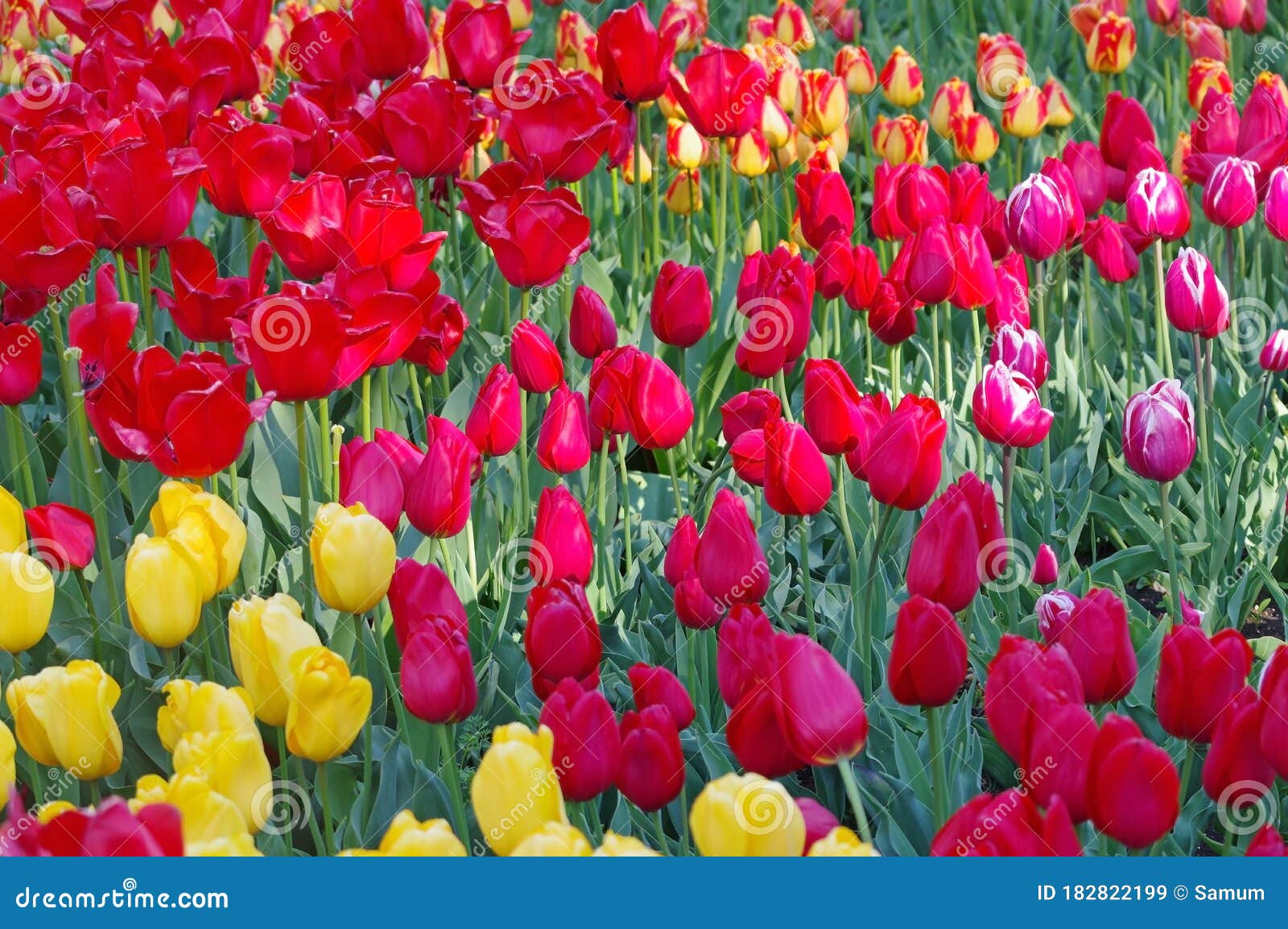 Multicolored Tulips on Flowerbed Stock Image - Image of flower, vivid ...