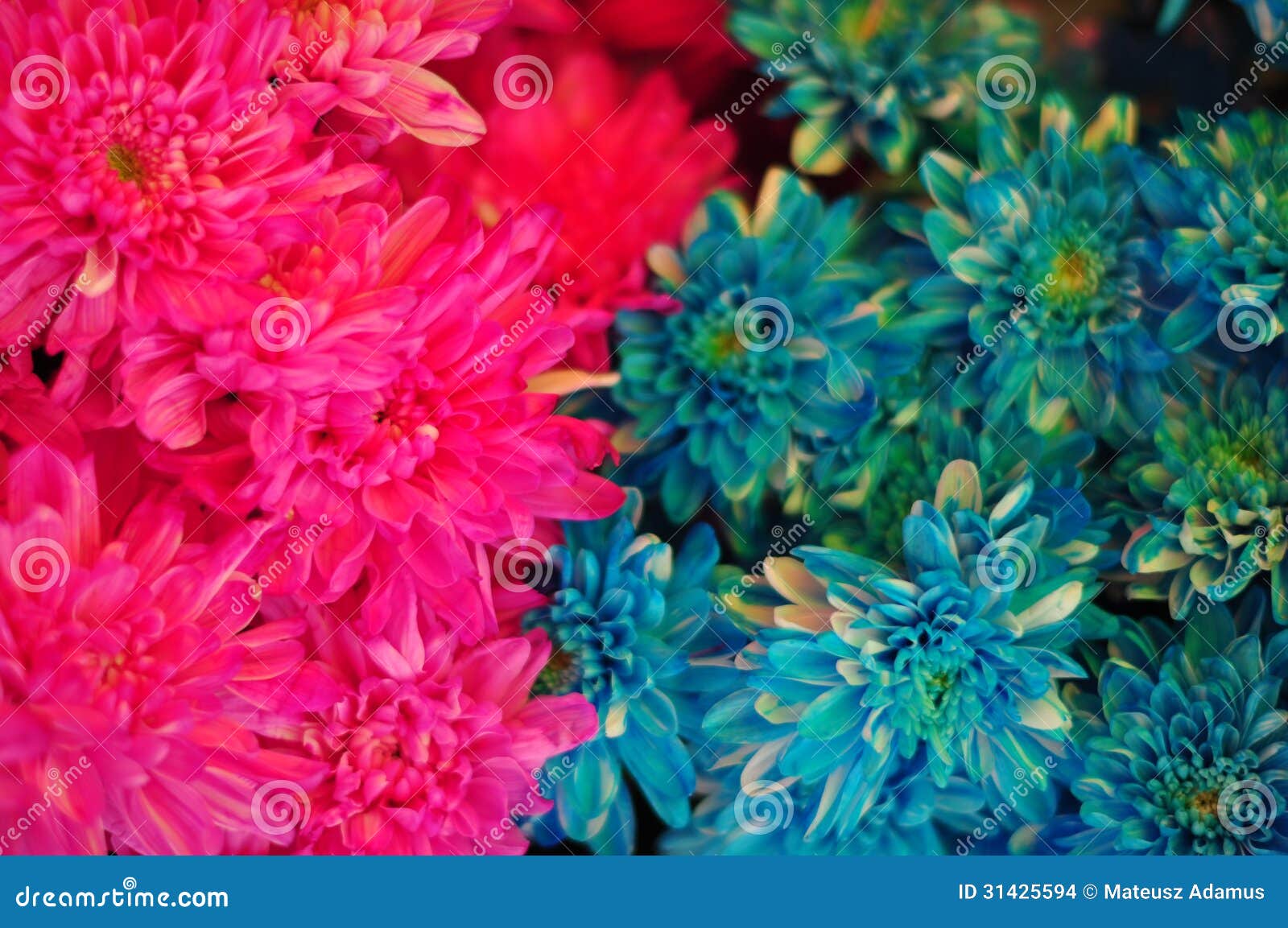 Multicolor flowers #2 stock photo. Image of garden, wallpaper - 31425594
