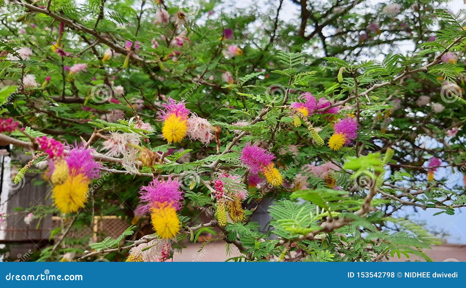 Multicolor Flowers with Leaves Stock Photo - Image of flowers, beauty ...