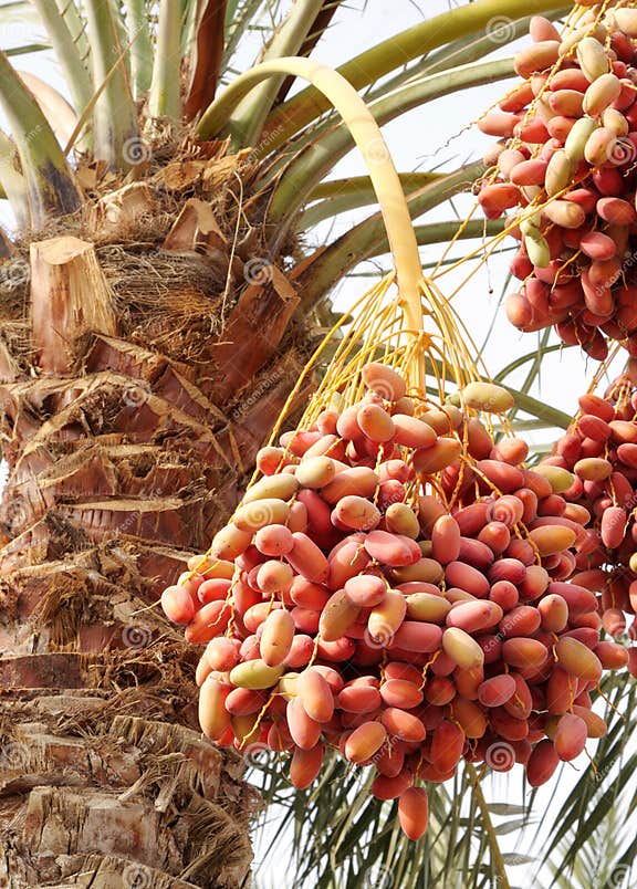 Multicolor kimri dates stock image. Image of gulf, flora - 25750477