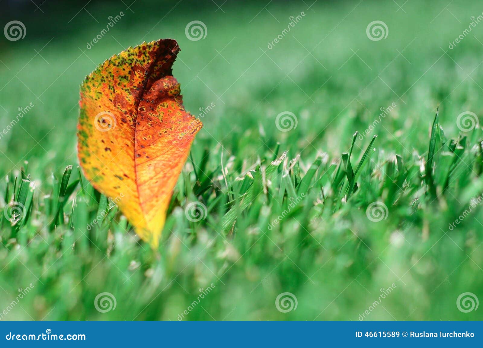 Multicolor leaf grass stock image. Image of fall, summer - 46615589
