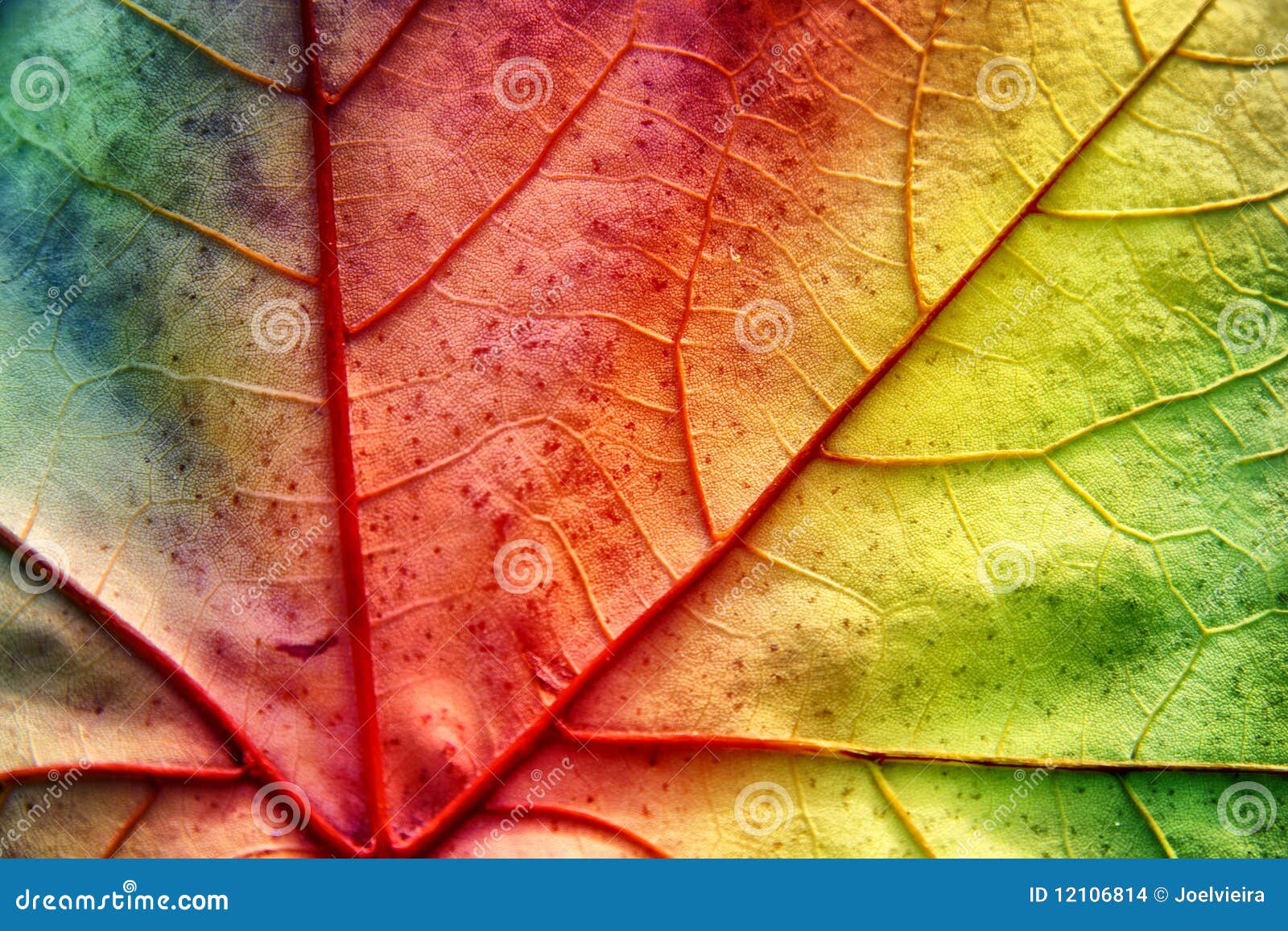 Multicolor Leaf with Texture Stock Photo - Image of color, environment ...