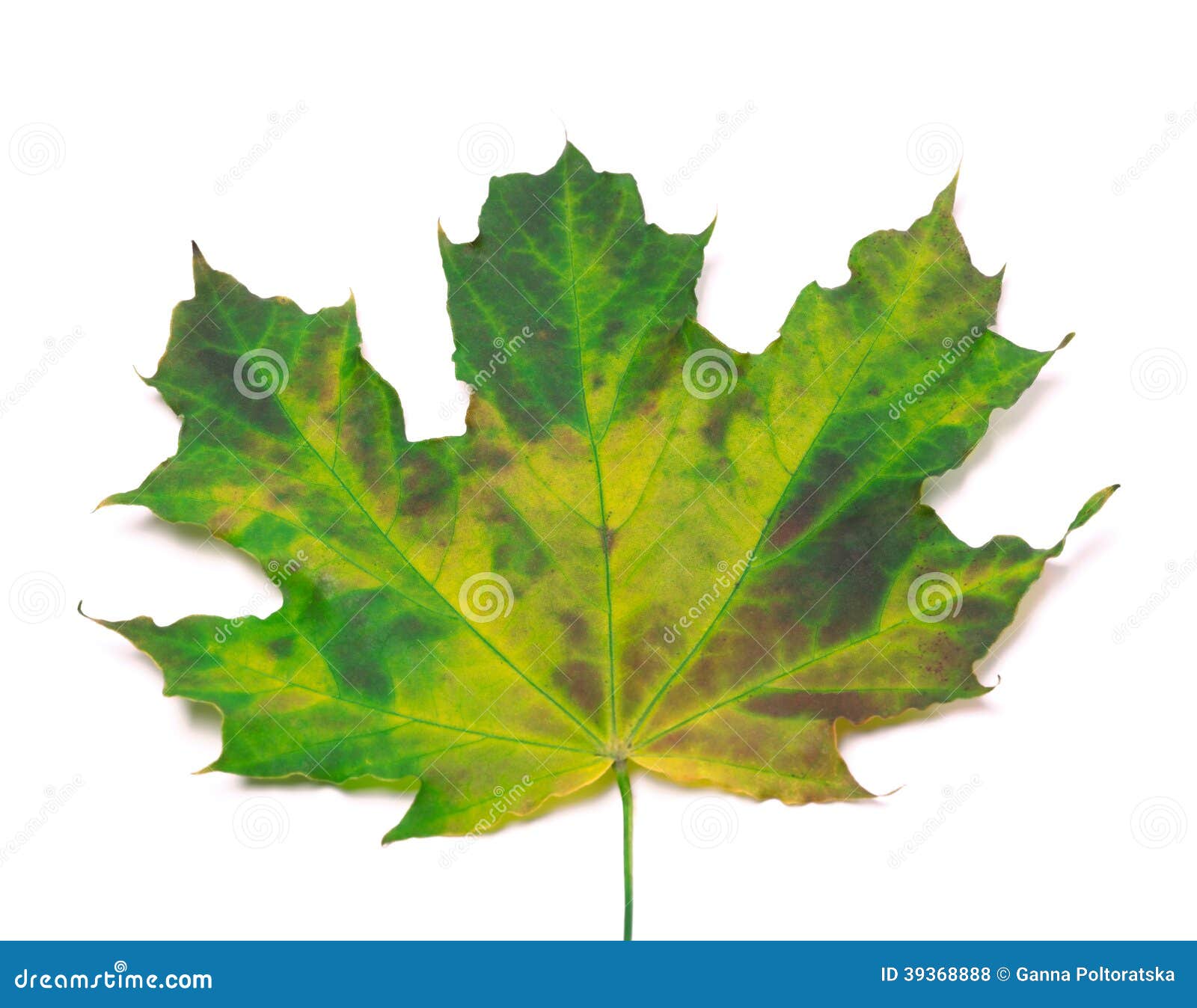 Multicolor Maple-leaf. Close-up View Stock Photo - Image of multidry ...