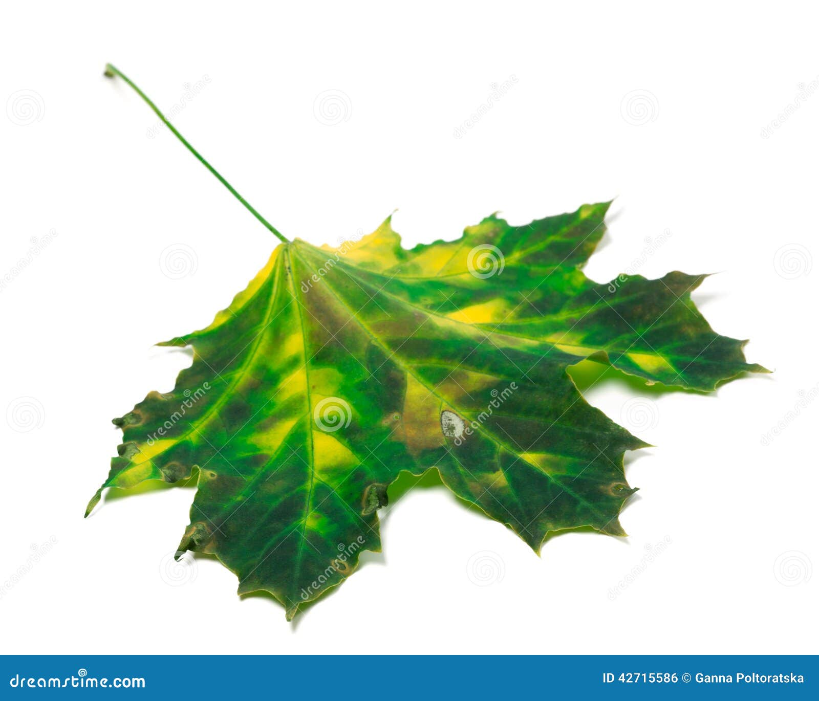 Multicolor maple leaf stock photo. Image of green, leaf - 42715586